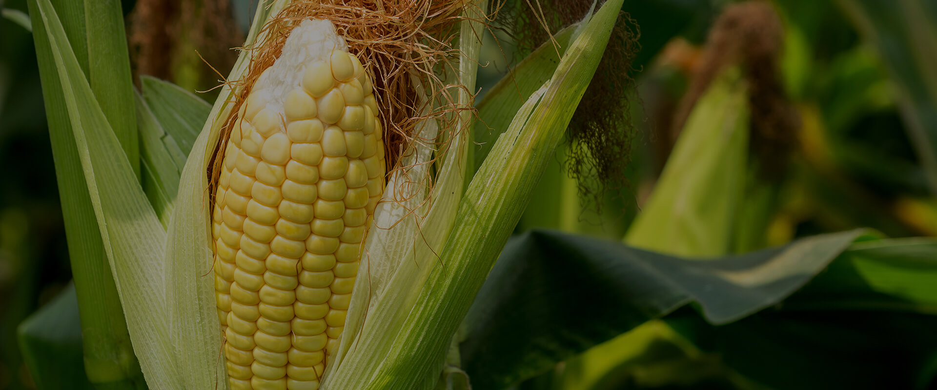 raaft-header-0802 | Raaft by Polytech